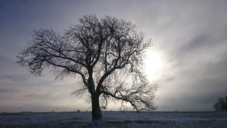 A Poison Tree, William Blake Poem Analysis/Annotations - GCSE English ...