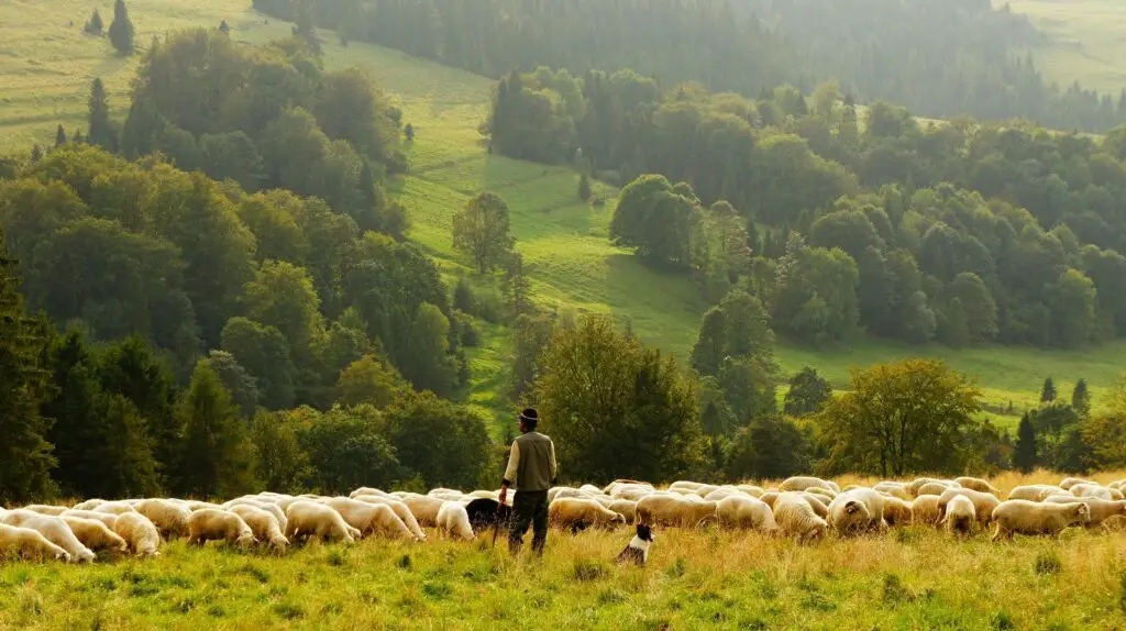 The Farmer's Bride, Charlotte Mew Poem Analysis/Annotations - GCSE ...
