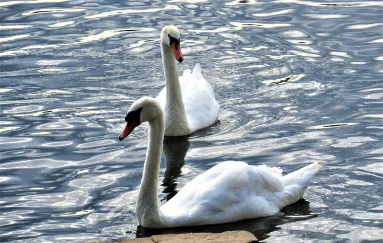 Winter Swans, Owen Sheers Poem Analysis/Annotations - GCSE English Analysis